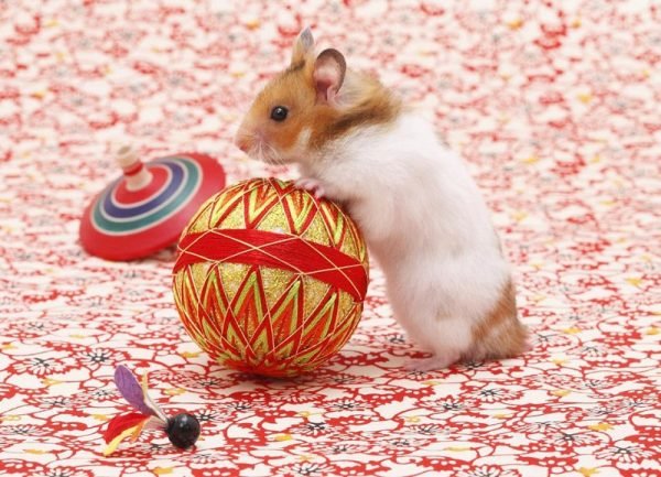 10 Interesting Facts About Hamsters 10-interesting-facts-about-hamsters